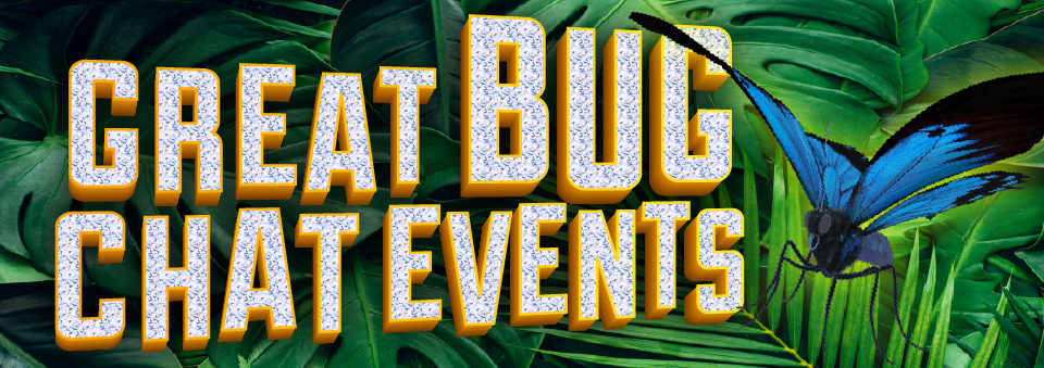 Great BUG chat evets