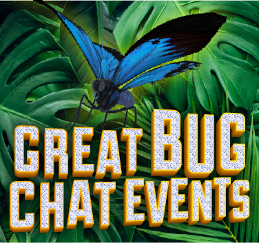 Great BUG chat evets
